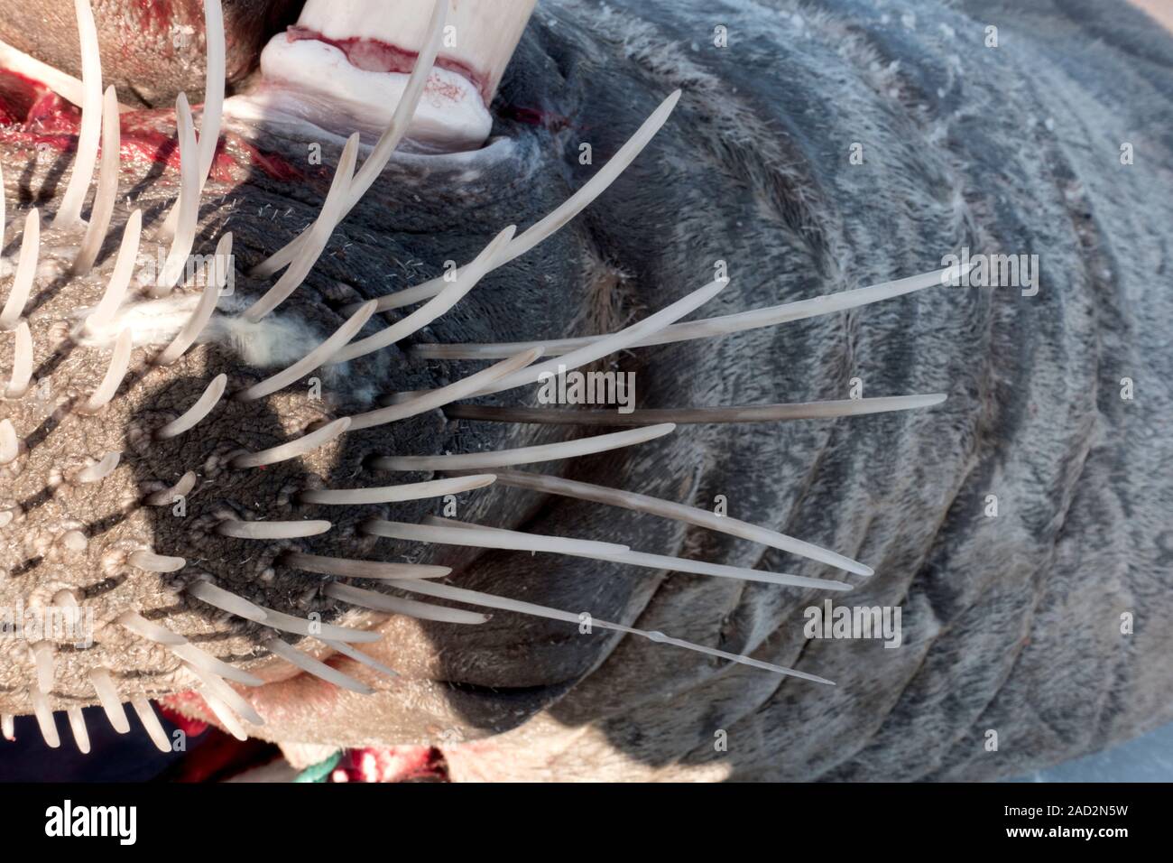 Walrus whiskers. Close-up of the vibrissae (whiskers) of an Atlantic ...