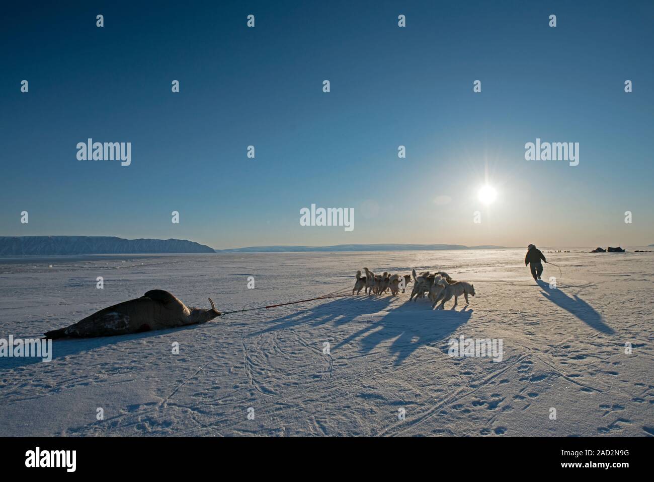 Walrus hunting. Inuit hunter and dog team hauling a dead Atlantic ...