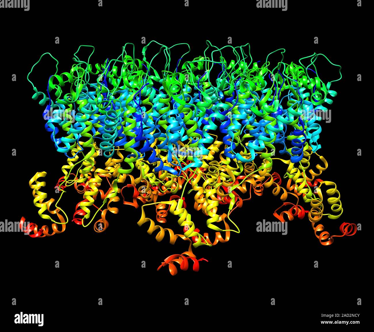 Side view of a molecular representation of an immature human immunodeficiency virus type 1 (HIV ...