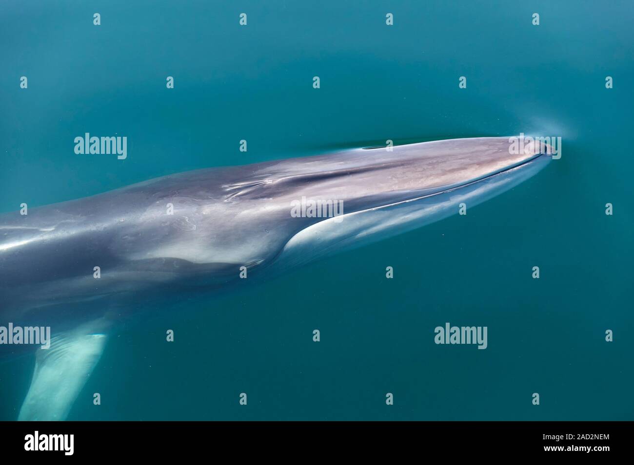 Fin whale (Balaenoptera physalus). Head of a fin whale swimming just under the surface. Fin ...