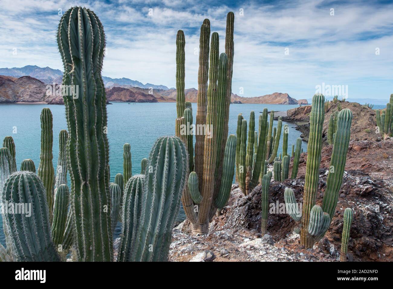 Cardon cacti (Pachycereus pringlei). Photographed on Isla Angel de la ...
