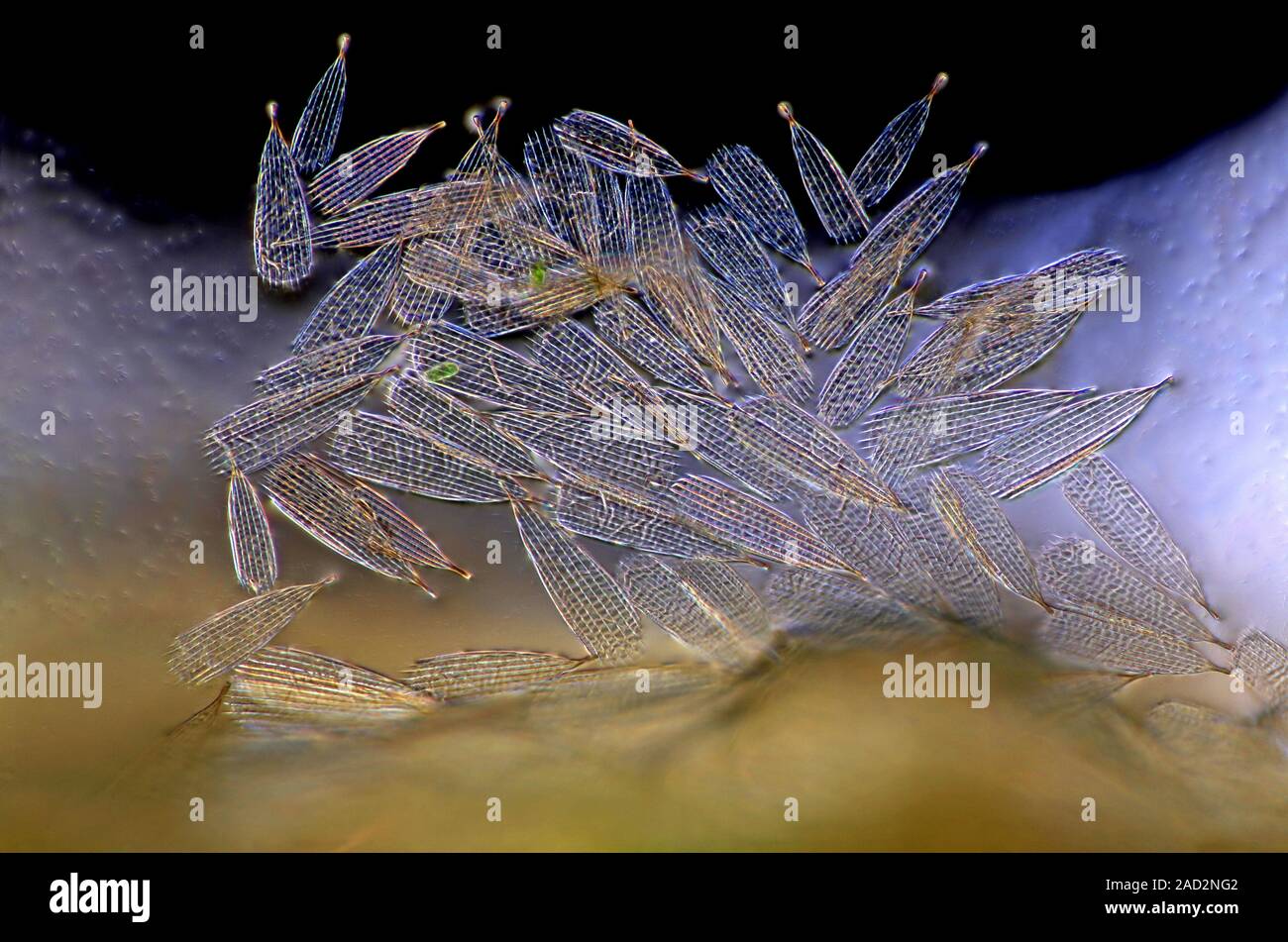 Butterfly wing scales. Polarised light micrograph of a section through ...