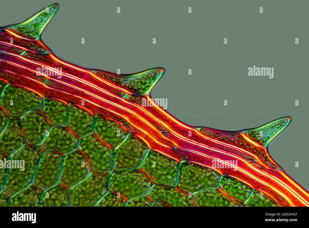 Moss leaf. Polarised light micrograph of a section through a leaf from ...