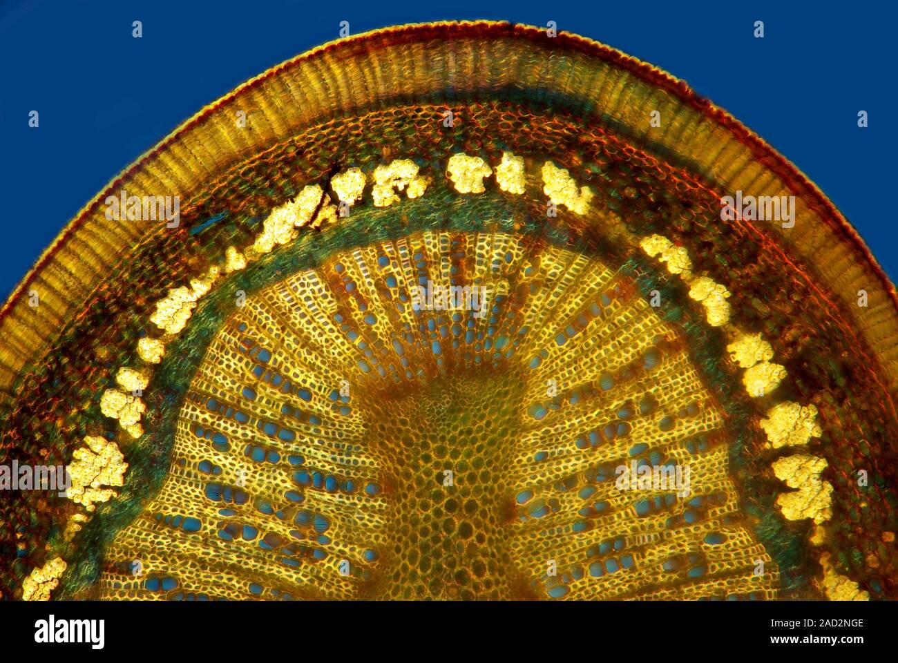 Birch stem. Polarised light micrograph of a section through the stem of ...
