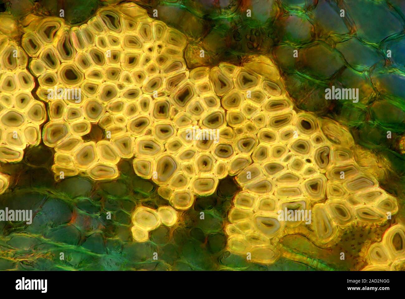 Oak stem. Polarised light micrograph of a section through the stem of ...