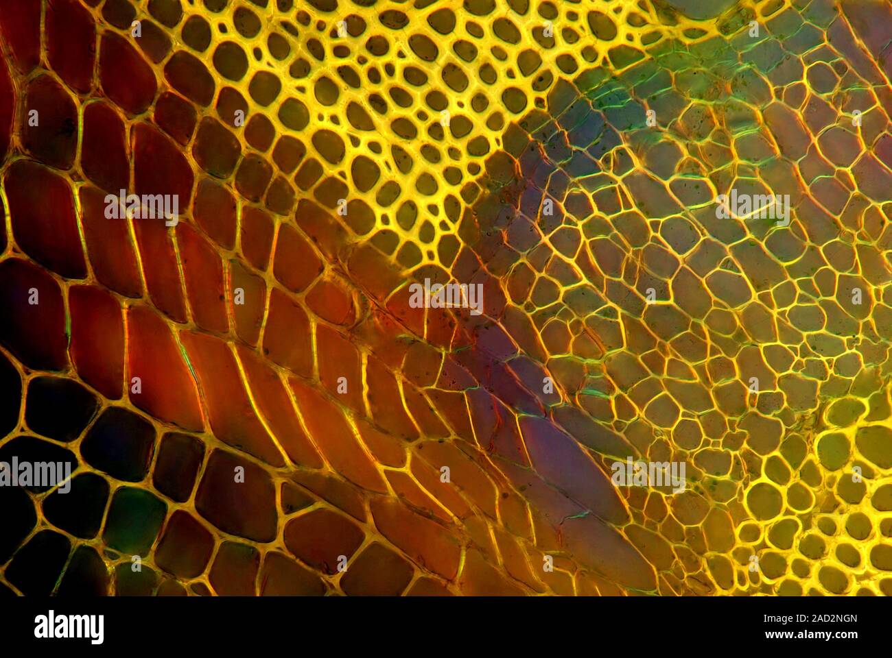 Dahlia stem. Polarised light micrograph of a section through the stem ...