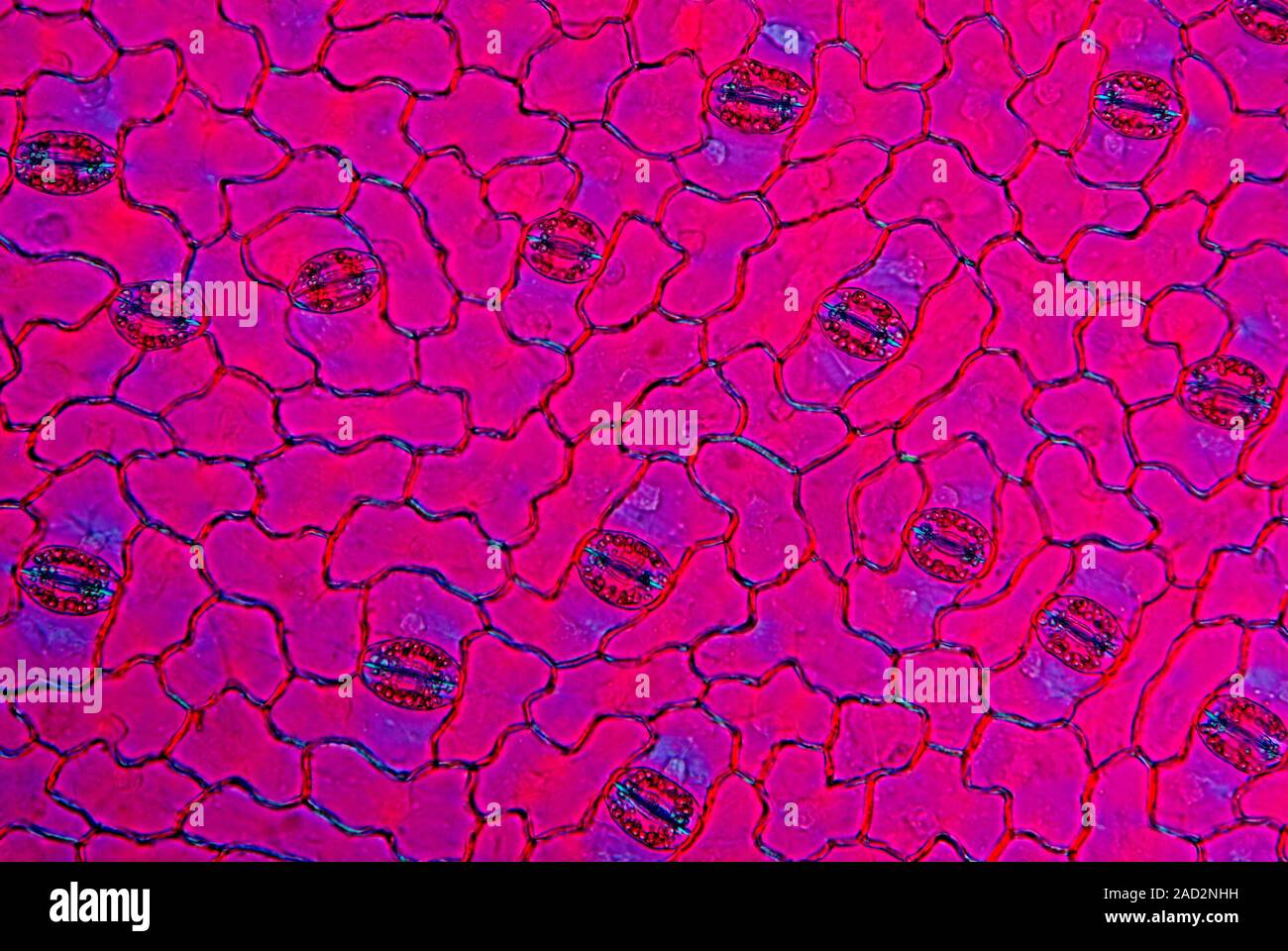 Hosta stomata. Polarised light micrograph of tissue from a Hosta sp ...