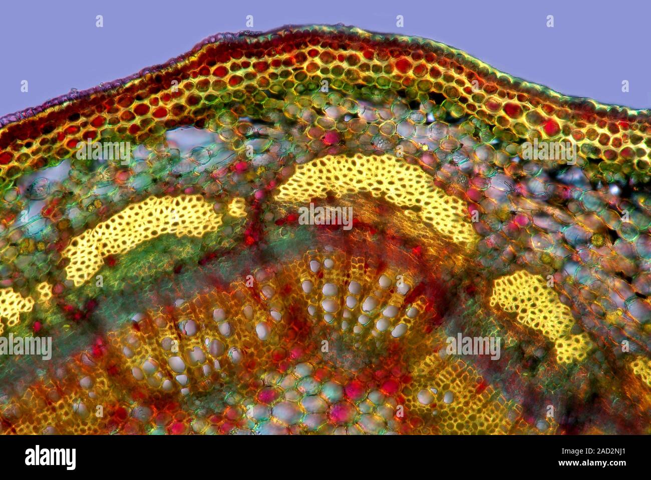 Apple stem. Polarised light micrograph of a section through the stem of ...