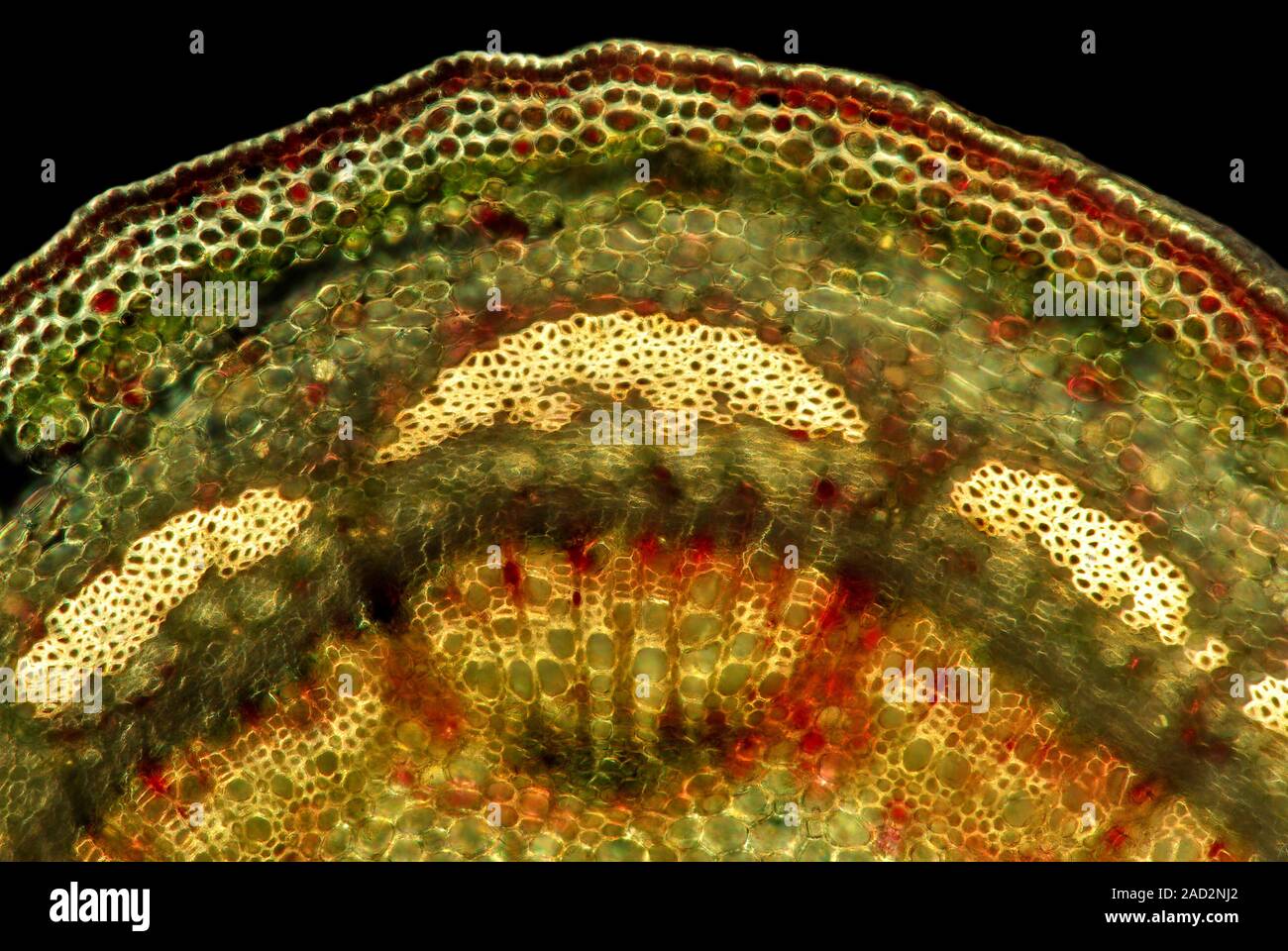 Apple stem. Polarised light micrograph of a section through the stem of ...