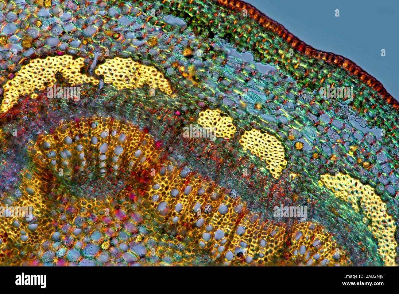 Apple stem. Polarised light micrograph of a section through the stem of ...