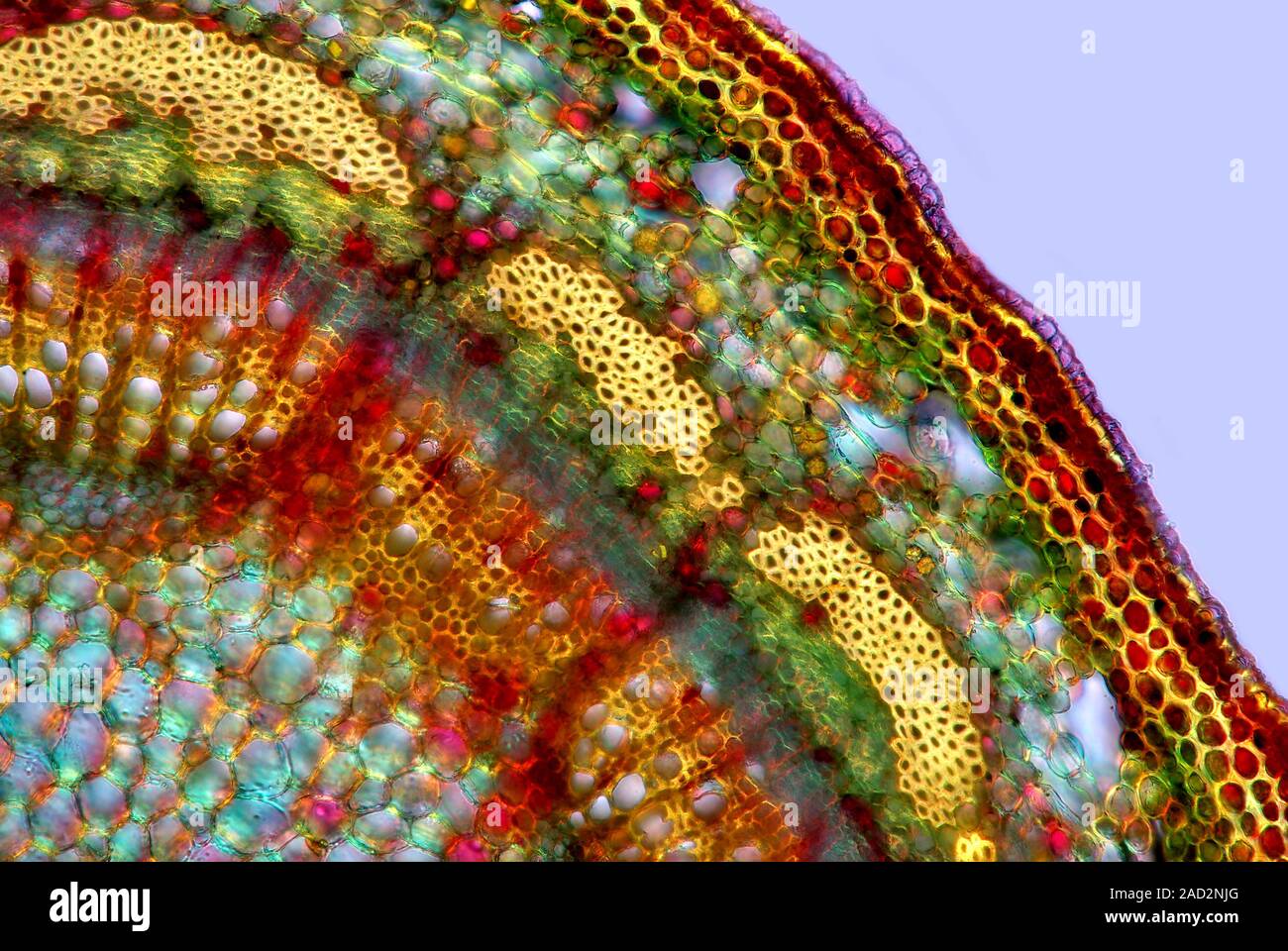 Apple stem. Polarised light micrograph of a section through the stem of ...