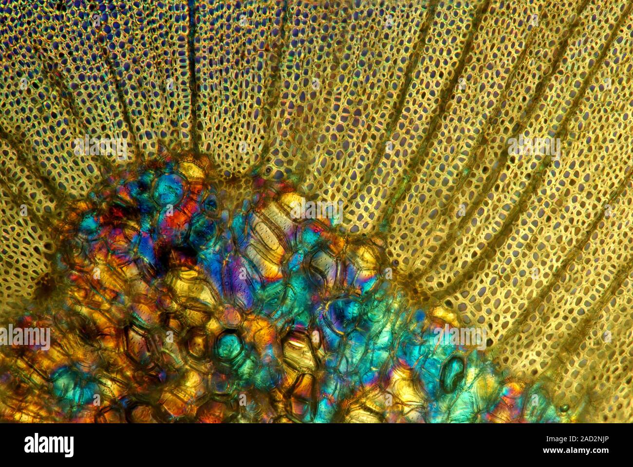 Honey locust thorn. Polarised light micrograph of a section through a ...