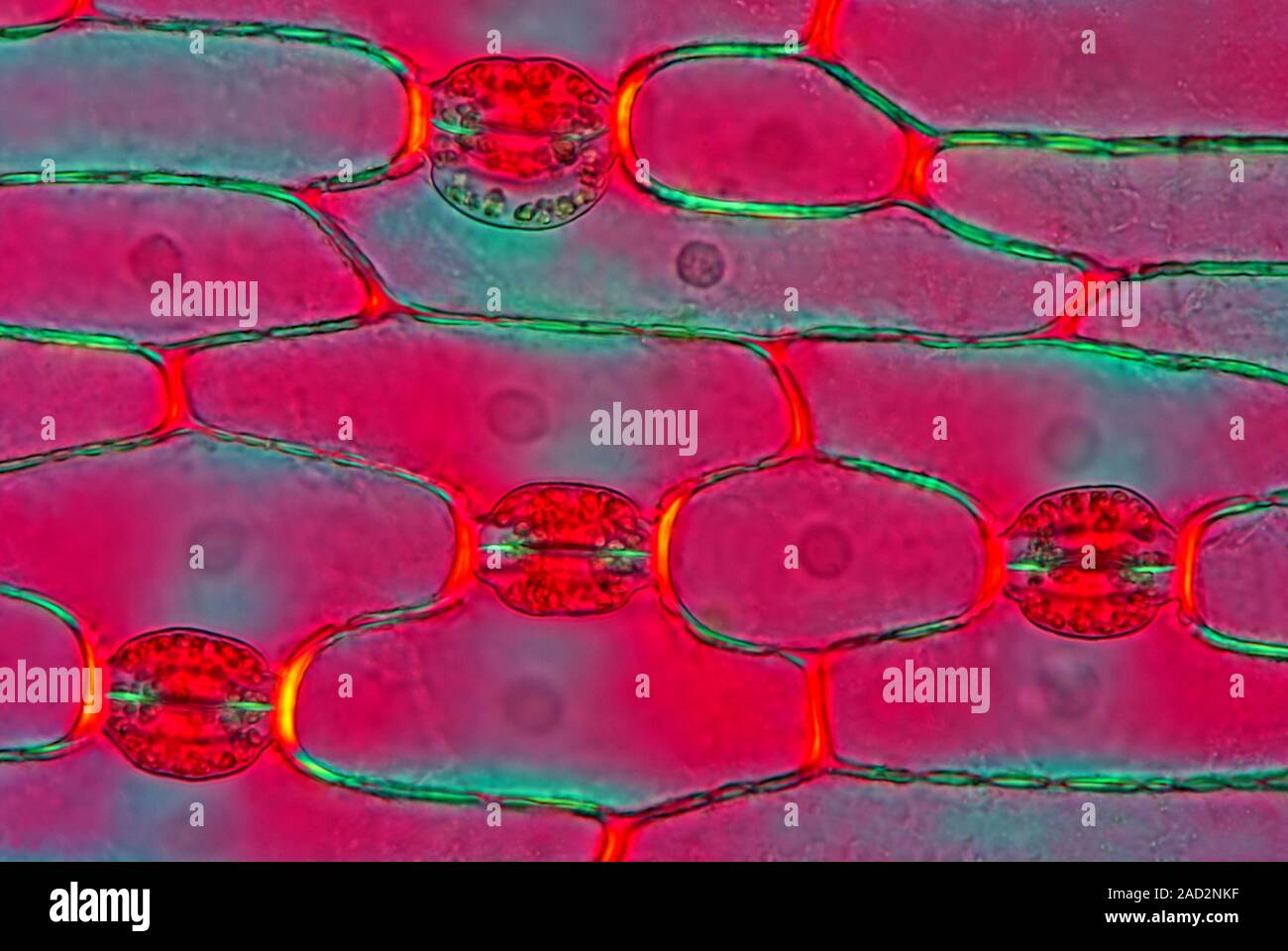 Forsythia stomata. Polarised light micrograph of tissue from a lily of ...