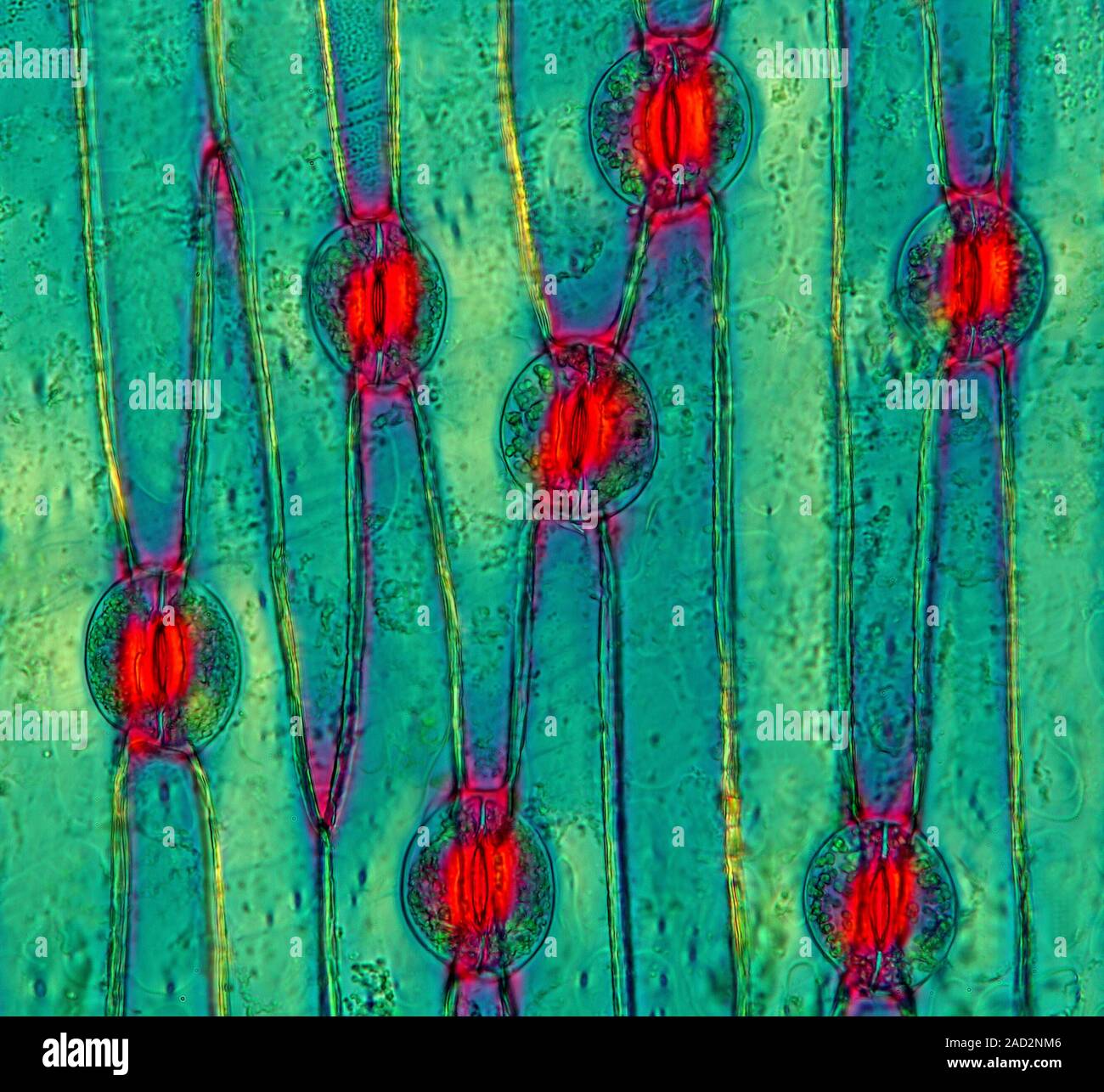 Iris stomata. Polarised light micrograph of tissue from an Iris sp ...