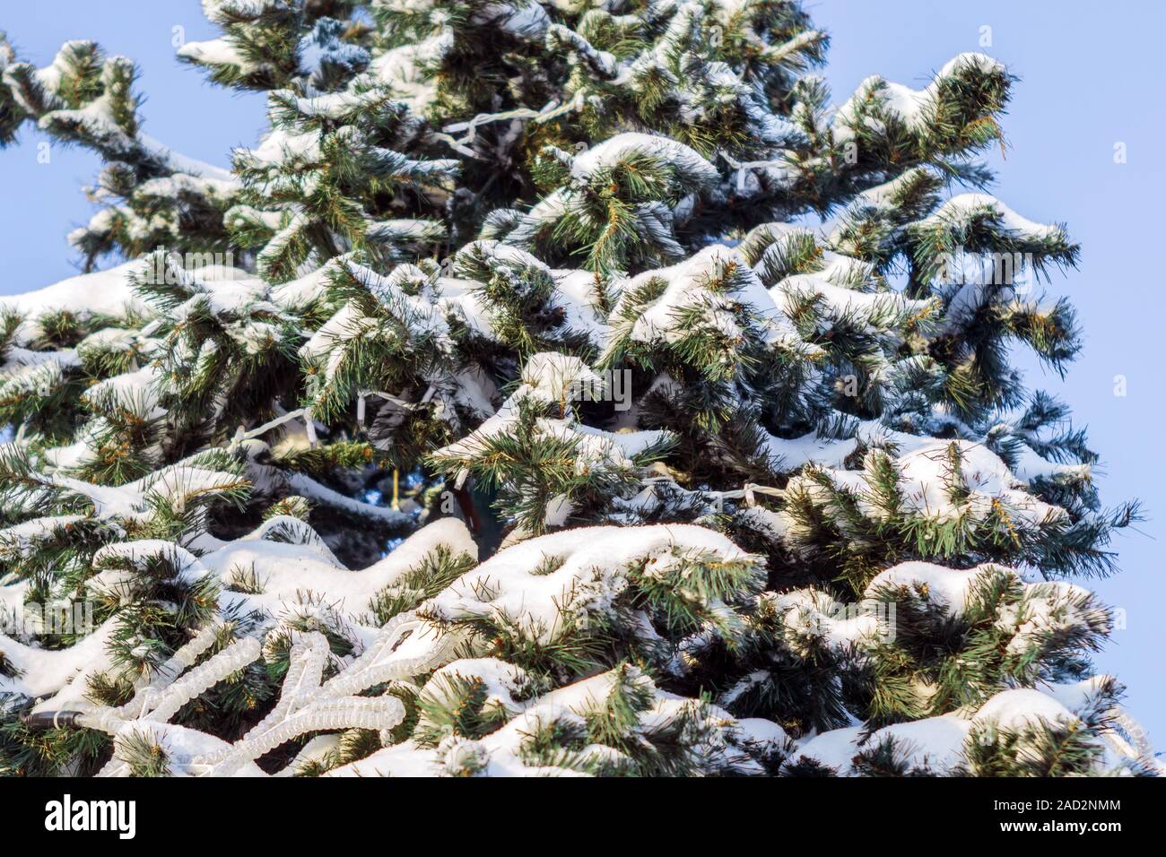 snow on the branches of the Christmas tree in winter. new year season ...