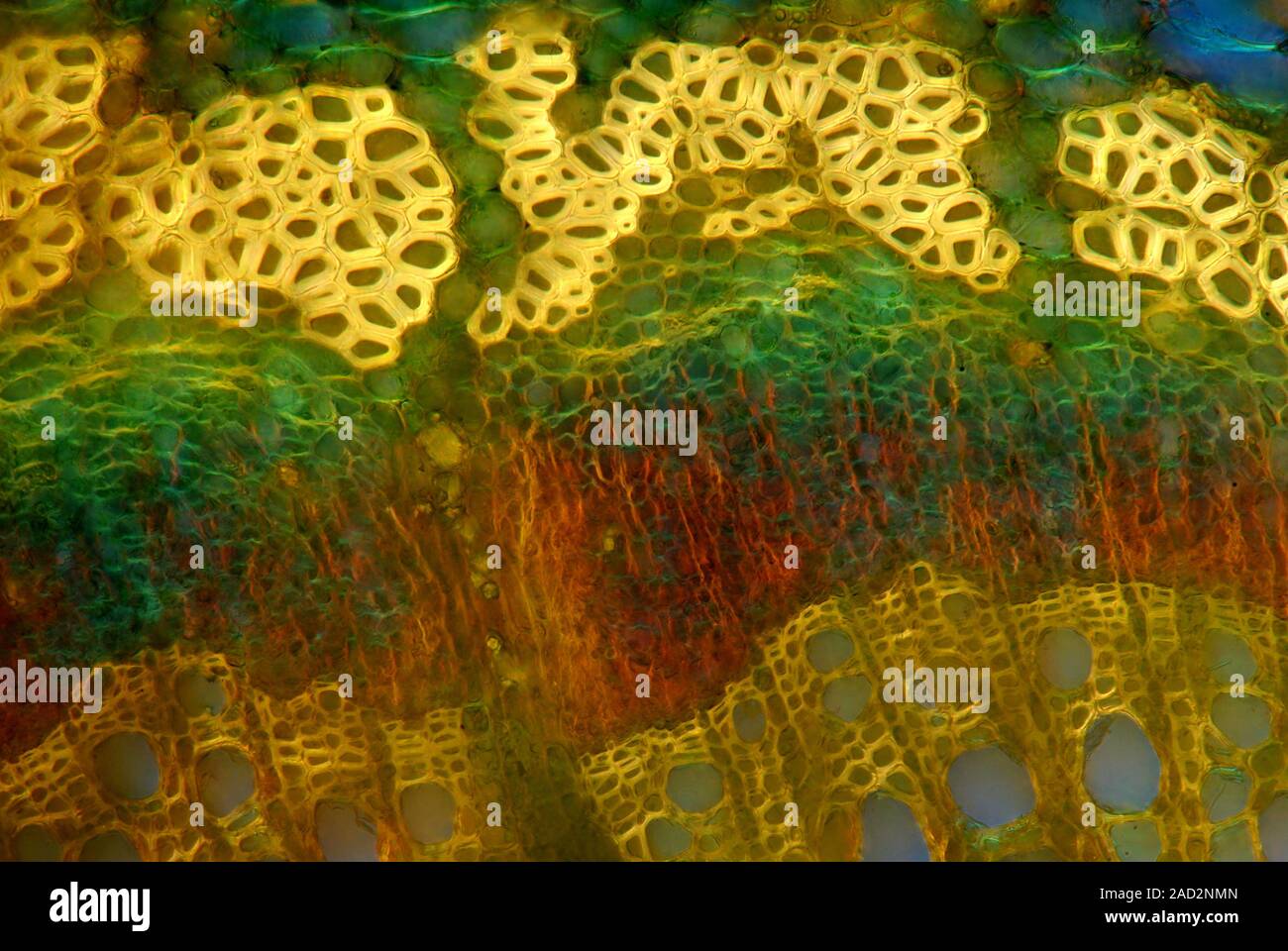 Oak stem. Polarised light micrograph of a section through the stem of ...