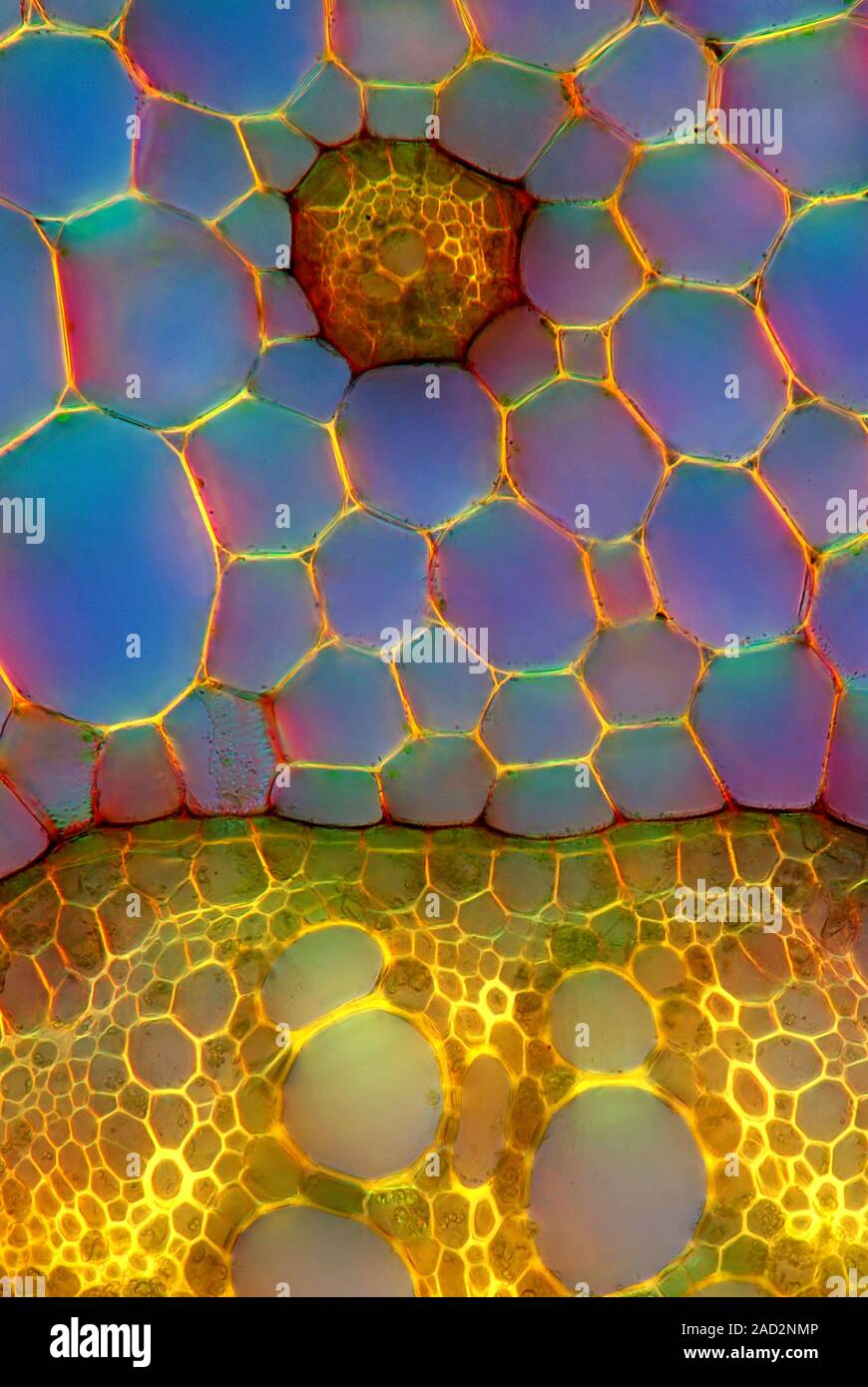 Fern stem. Polarised light micrograph of a section through the stem of ...