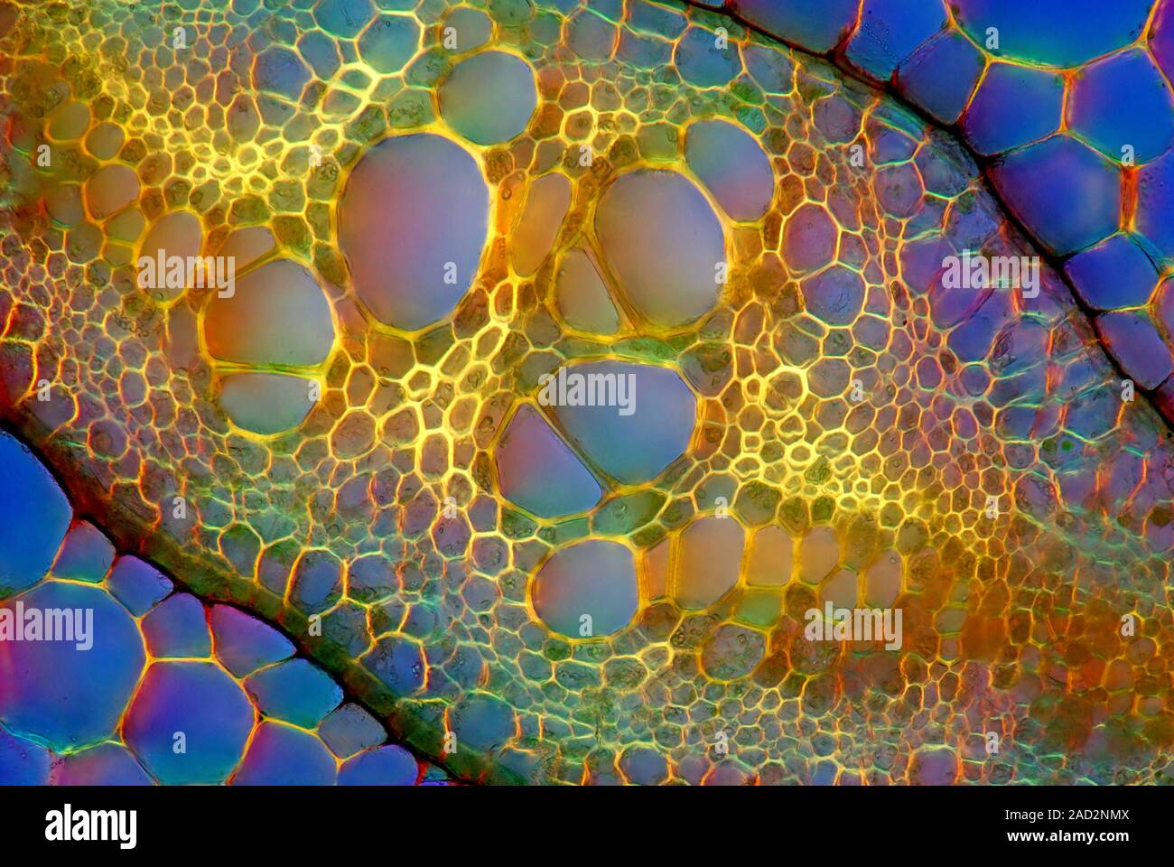 Fern stem. Polarised light micrograph of a section through the stem of ...