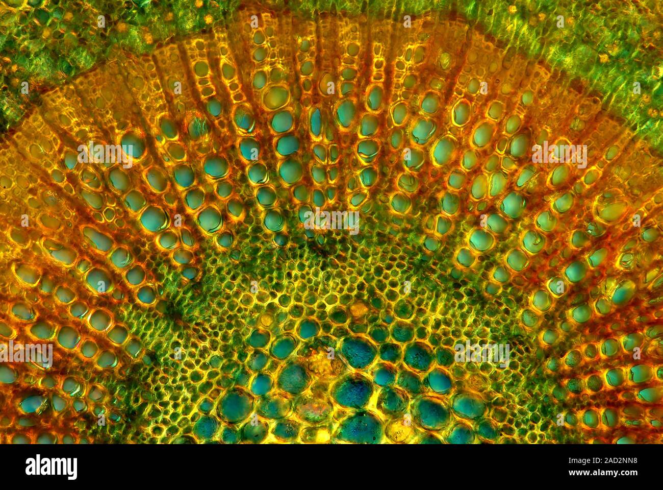 Oak leaf stalk. Polarised light micrograph of a section through the ...