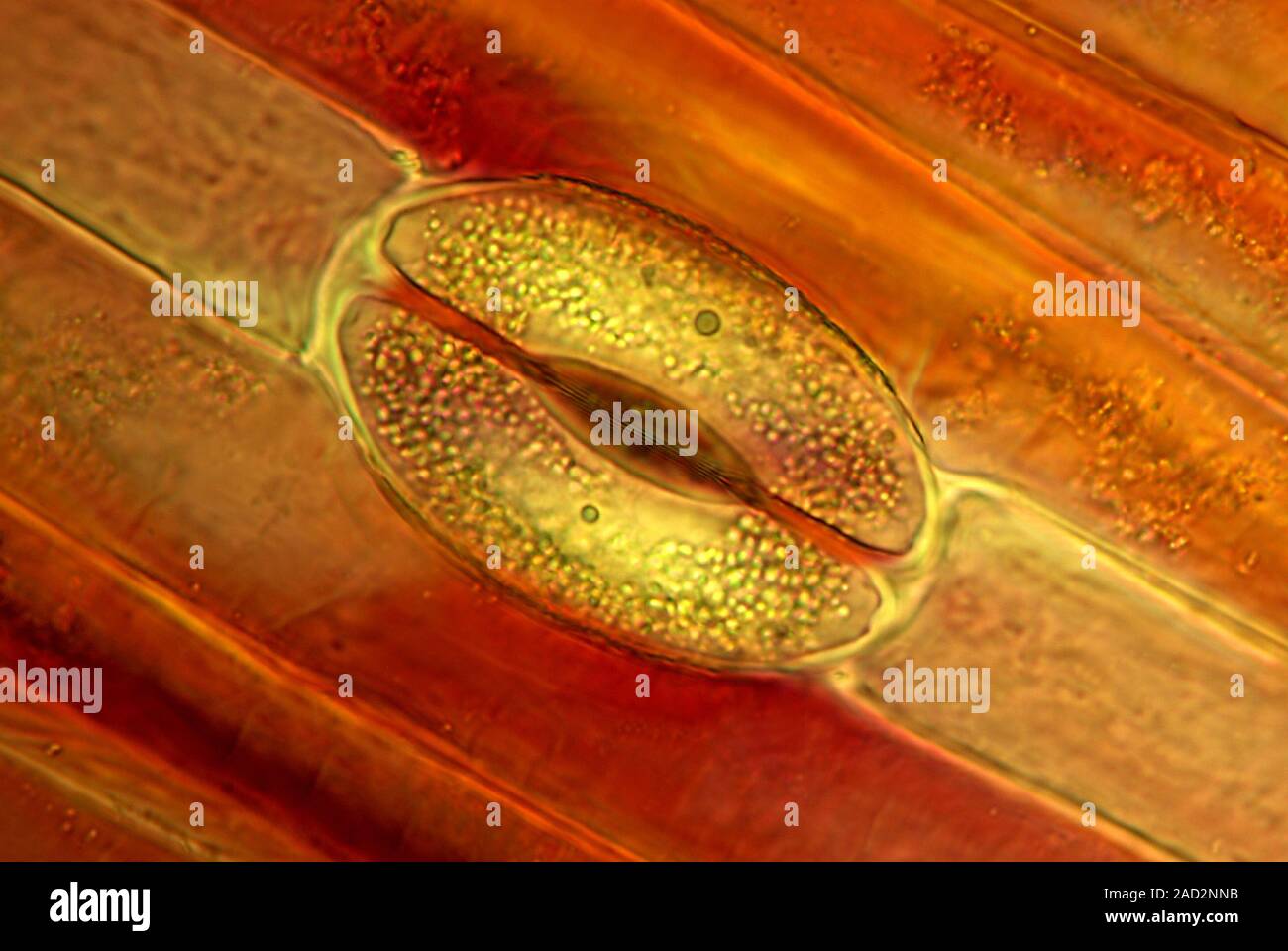 Tulip stomata. Polarised light micrograph oftissue from a tulip (Tulipa ...