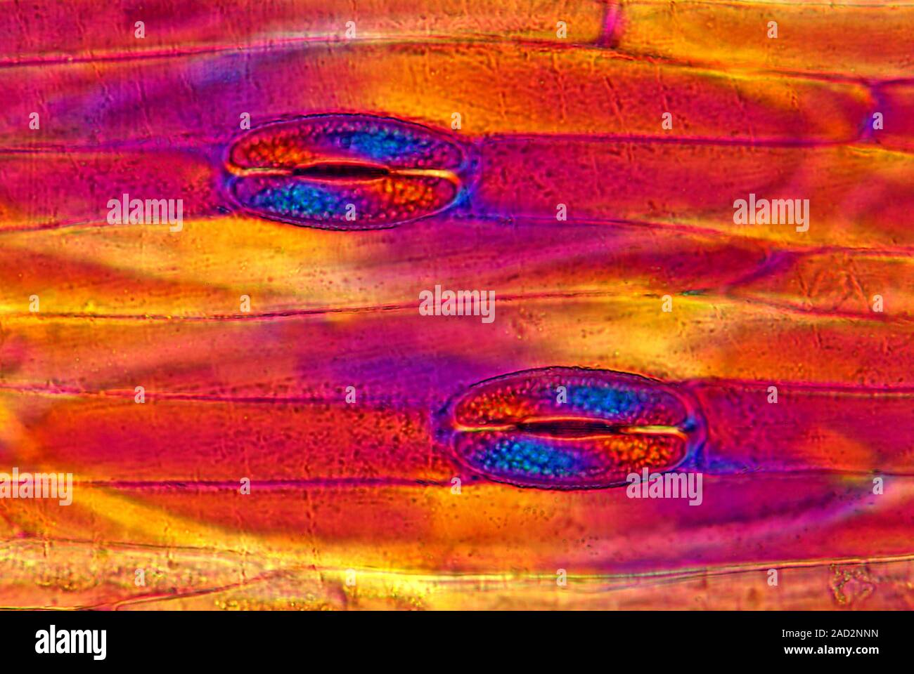 Tulip stomata. Polarised light micrograph of tissue from a tulip ...