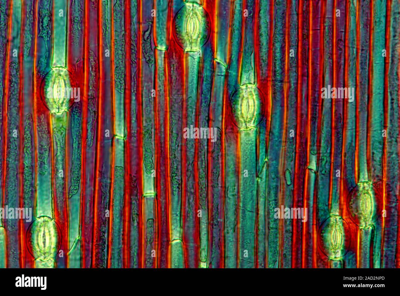 Grape hyacinth stomata. Polarised light micrograph of tissue from a ...