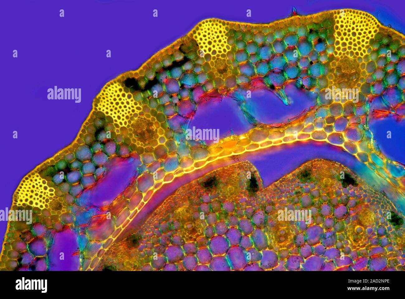 Grass stem. Polarised light micrograph of a section through a grass ...