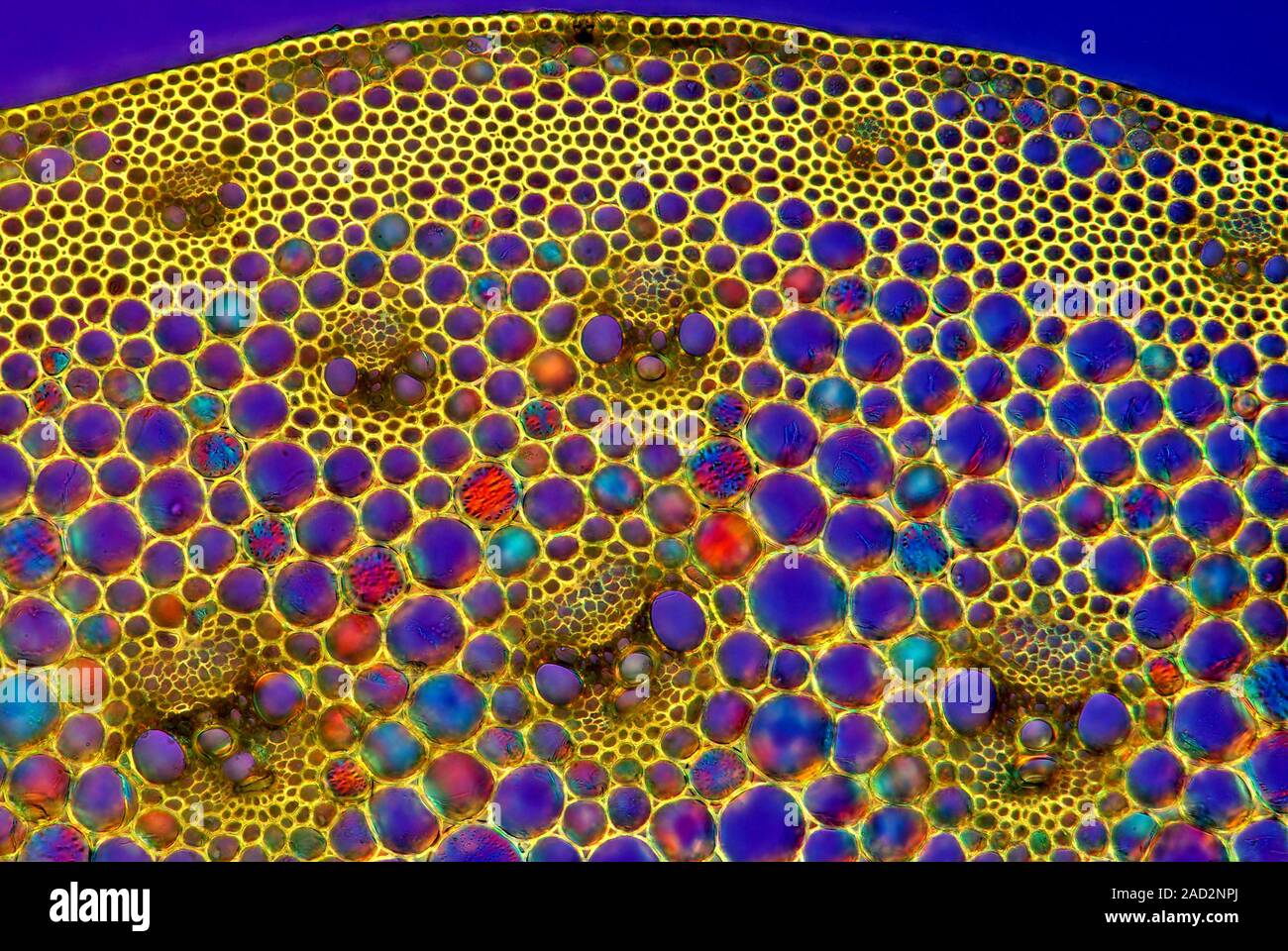 Grass stem. Polarised light micrograph of a section through a grass ...