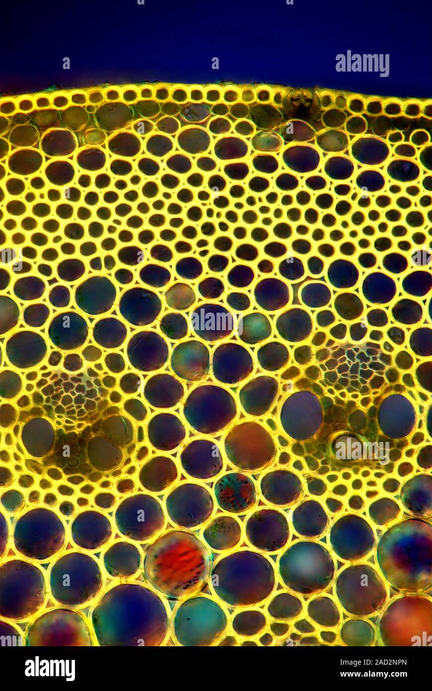 Grass stem. Polarised light micrograph of a section through a grass ...