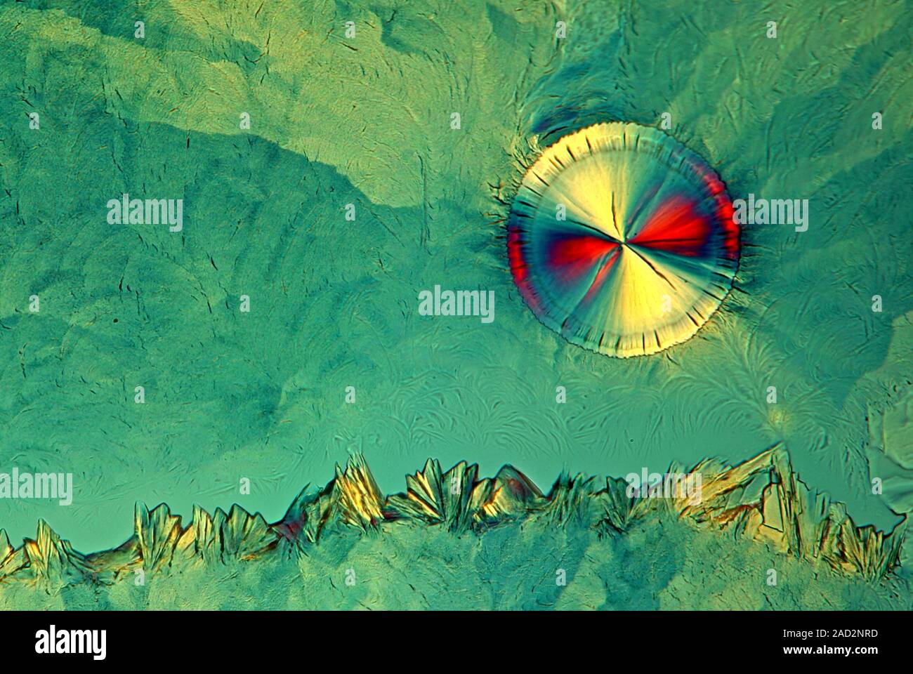 EDTA crystals. Polarised light micrograph of a section through ethylenediaminetetraacetic acid ...