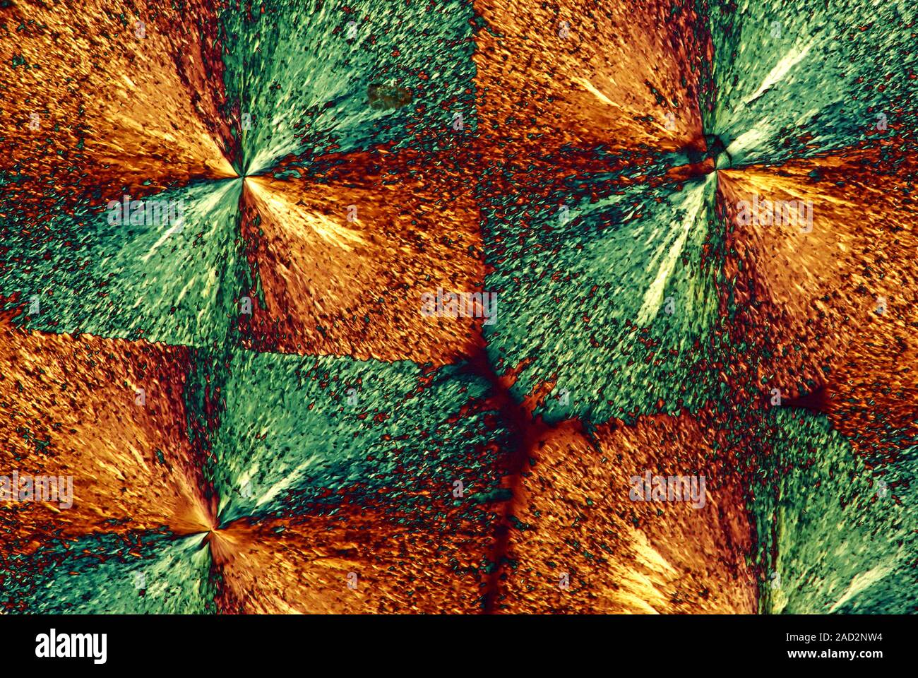 EDTA crystals. Polarised light micrograph of a section through ...
