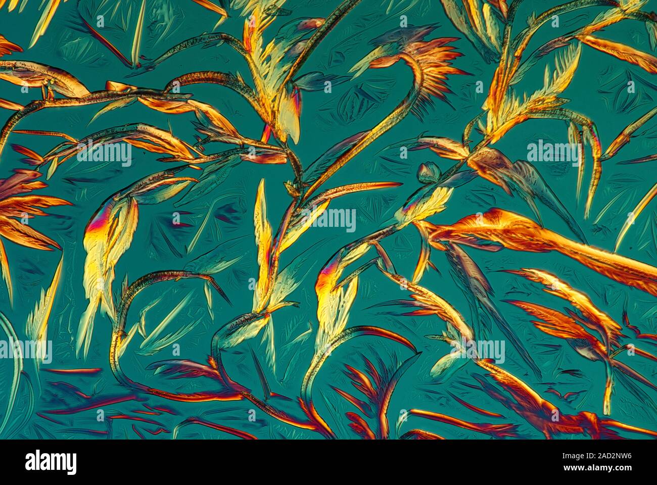 EDTA crystals. Polarised light micrograph of a section through ...