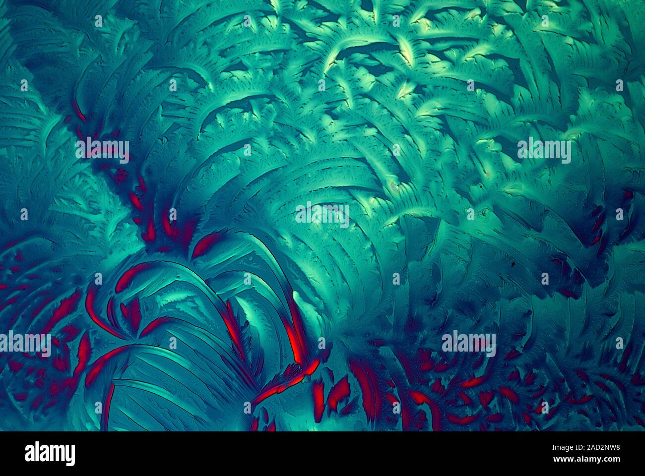 Glycine crystals. Polarized light micrograph of a section through ...