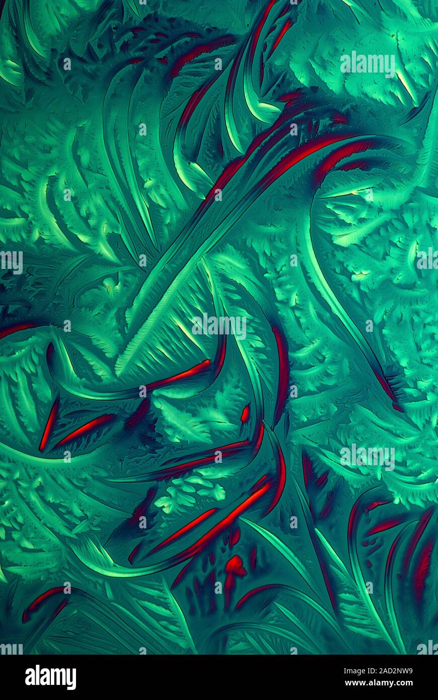 Glycine crystals. Polarized light micrograph of a section through ...