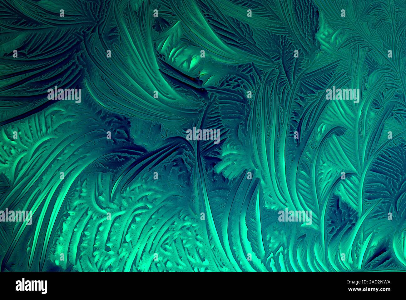 Glycine crystals. Polarized light micrograph of a section through ...