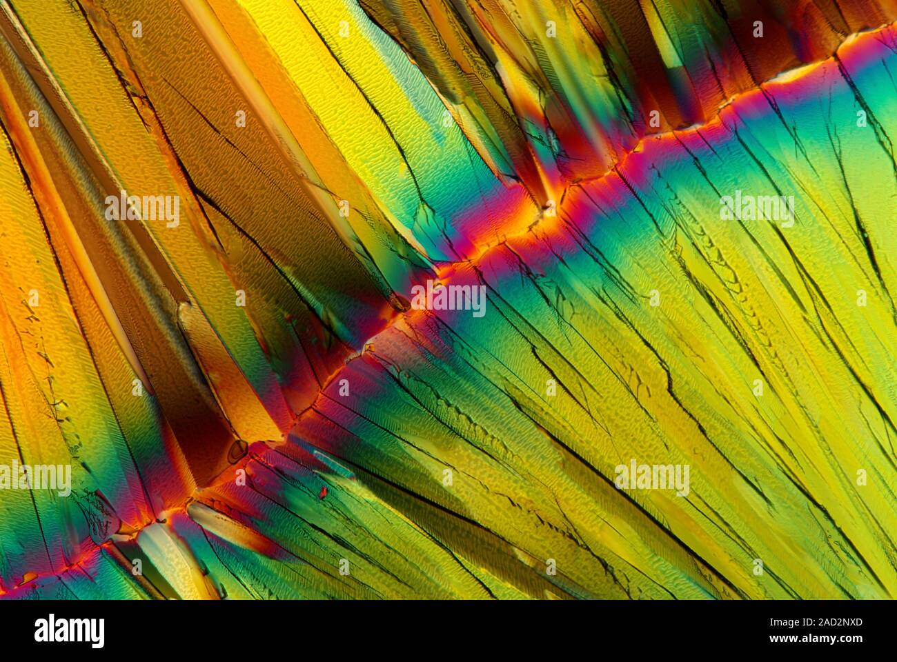 Citric acid crystals. Polarized light micrograph of a section through ...