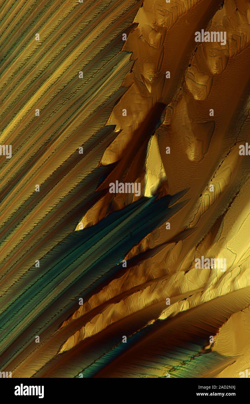 Citric acid crystals. Polarized light micrograph of a section through ...