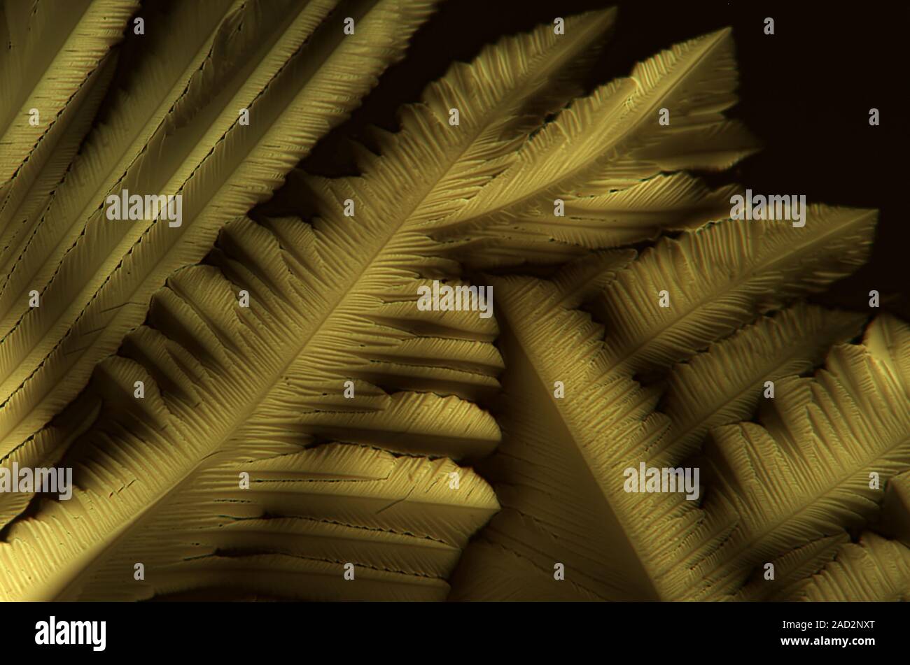 Citric acid crystals. Polarized light micrograph of a section through ...