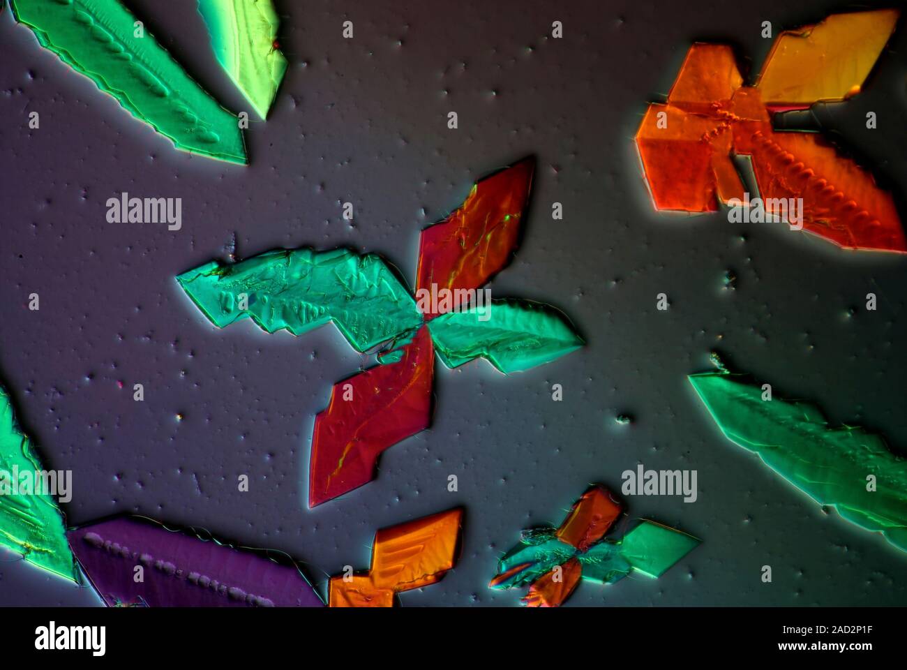 Cupric acetate crystals. Polarized light micrograph of a section ...
