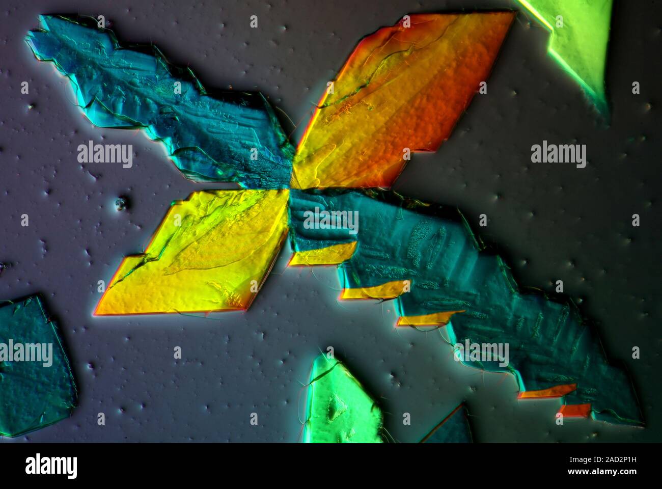 Cupric acetate crystals. Polarized light micrograph of a section ...