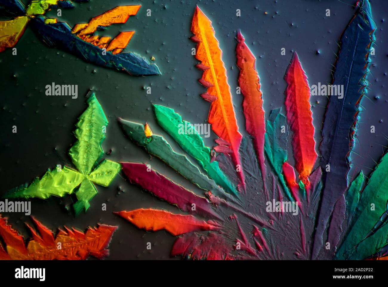 Cupric acetate crystals. Polarized light micrograph of a section ...