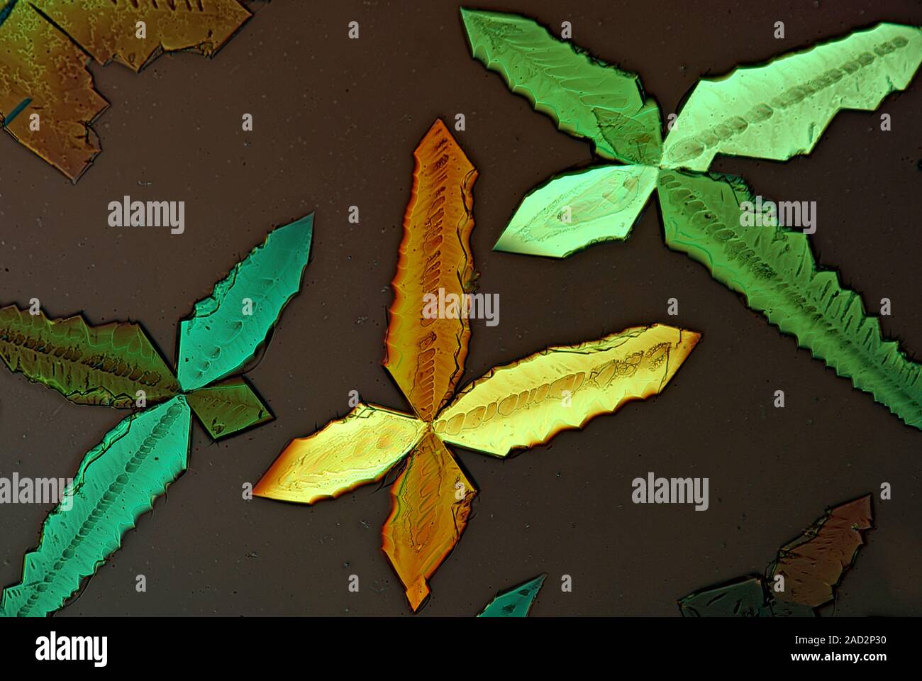 Copper sulphate crystals. Polarized light micrograph of a section ...