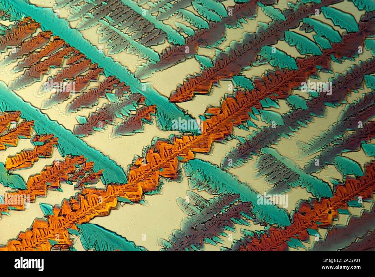 Copper sulphate crystals. Polarized light micrograph of a section ...