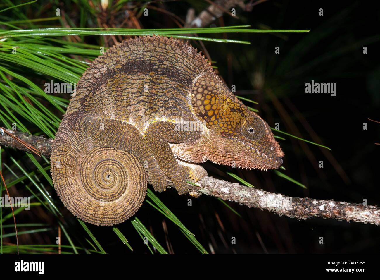 Short-horned chameleon (Calumma brevicorne) on a branch with its tail ...