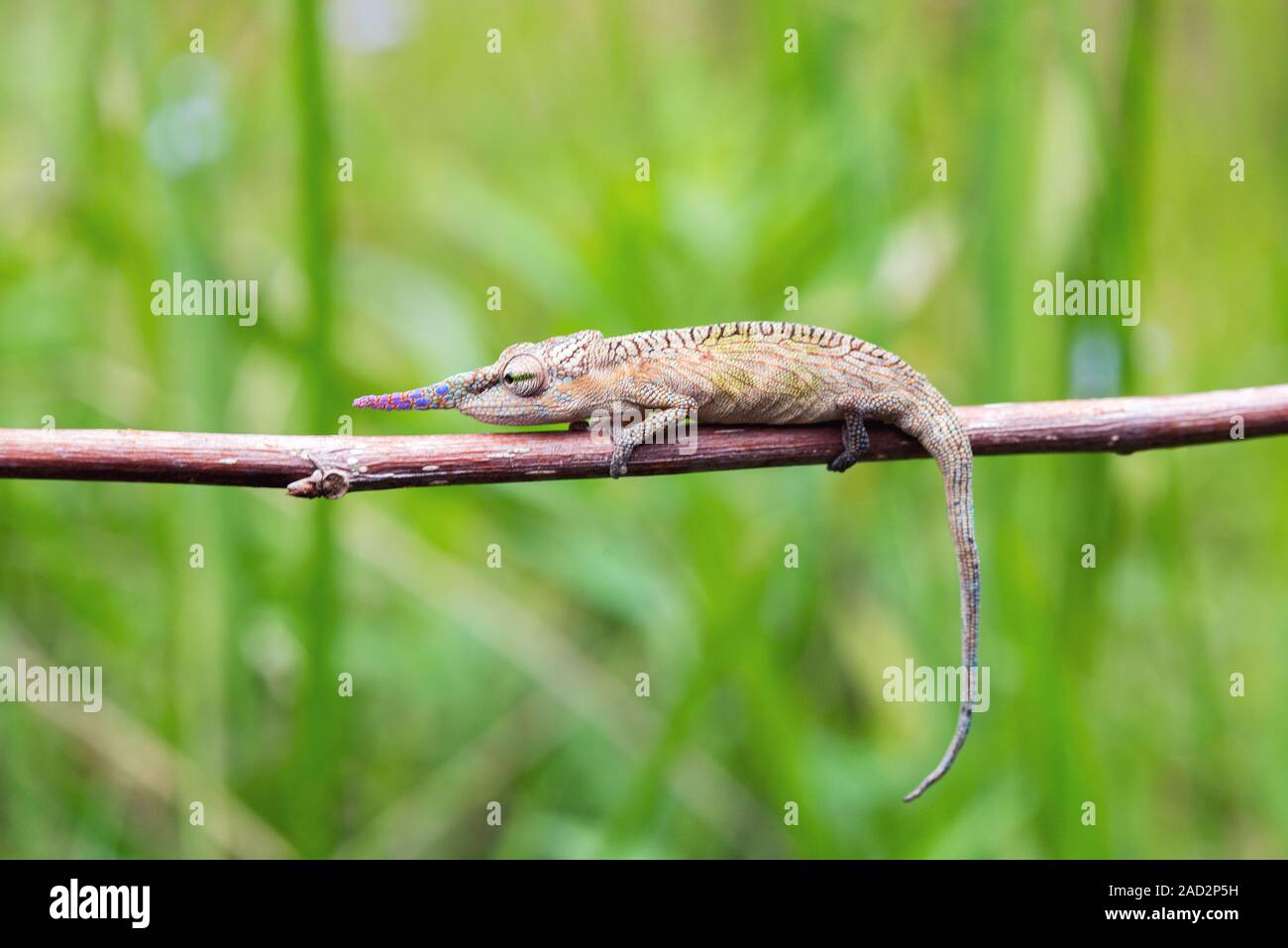 Lance-nosed chameleon (Calumma gallus). This chameleon is endemic to ...
