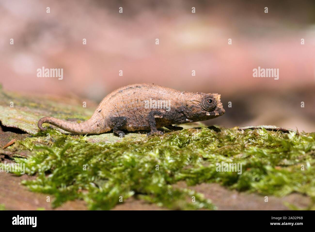 Madagascan dwarf chameleon (Brookesia minima). Brookesia are diminutive ...