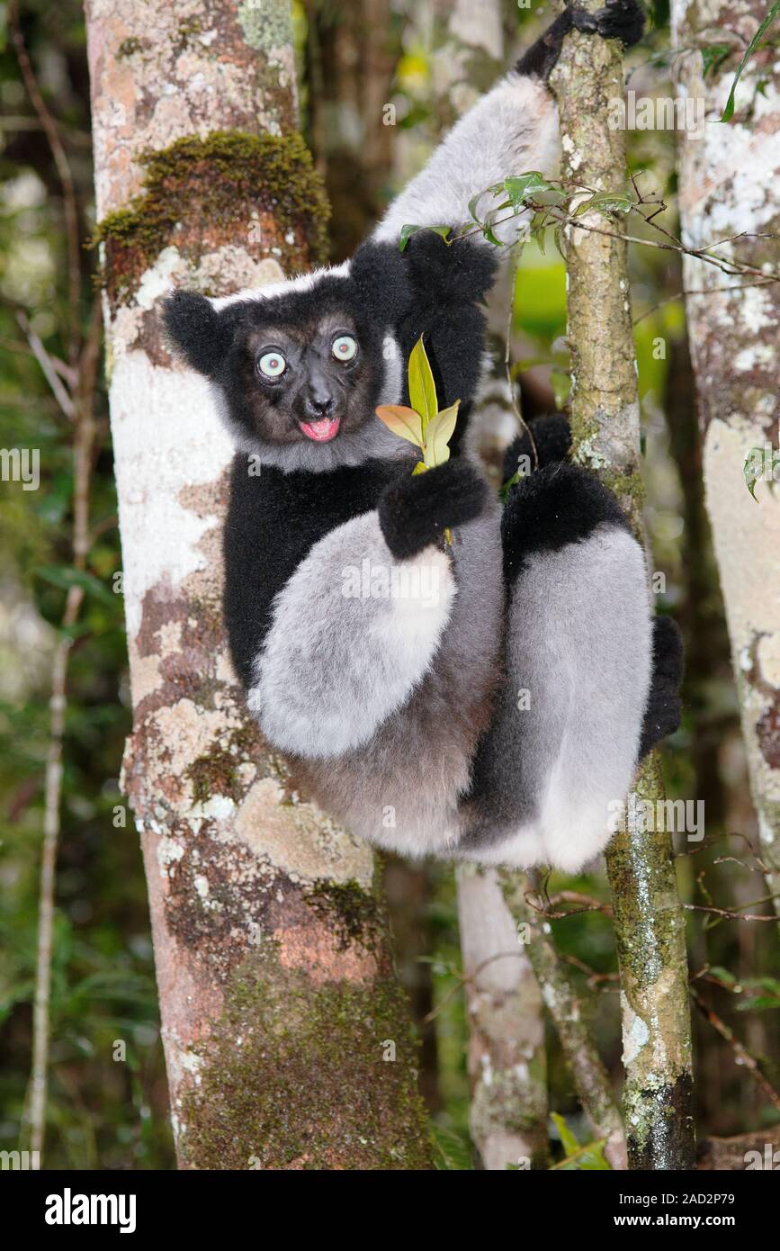 Indri (Indri indri). This is the largest of the lemurs, its body ...
