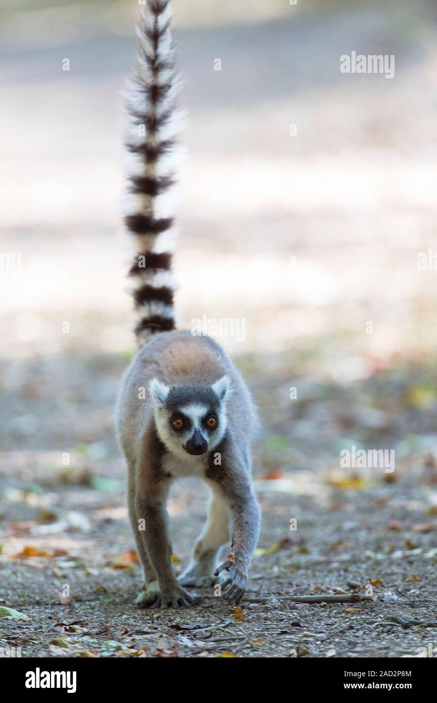 Ring-tailed lemur (Lemur catta). This lemur is endemic to scrub and ...