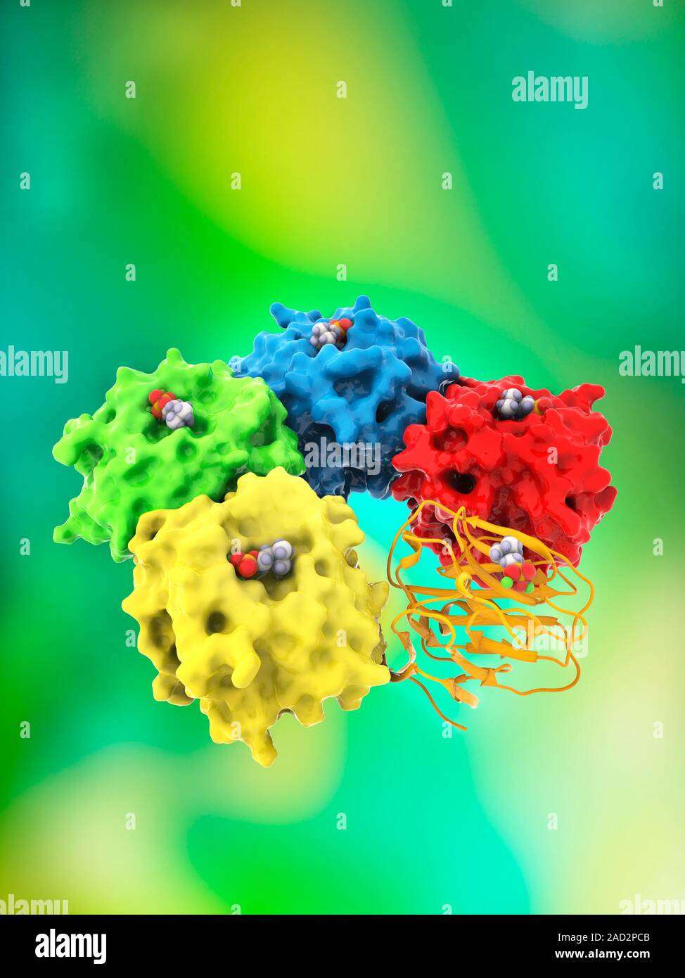 C-reactive protein molecule. Computer model showing the structure of a ...