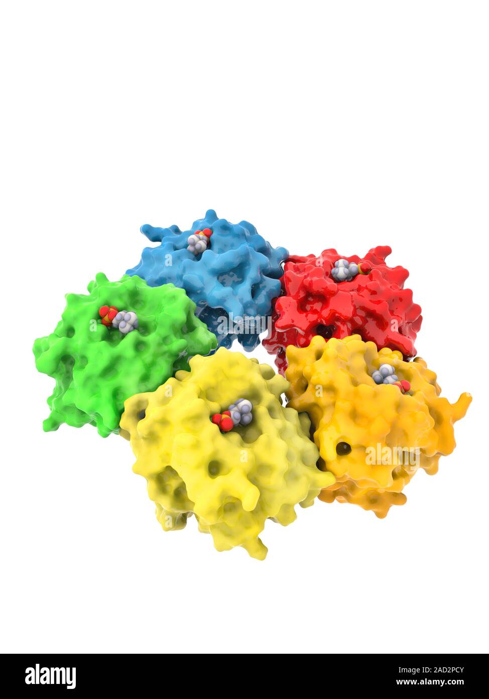 C-reactive protein molecule. Computer model showing the structure of a ...